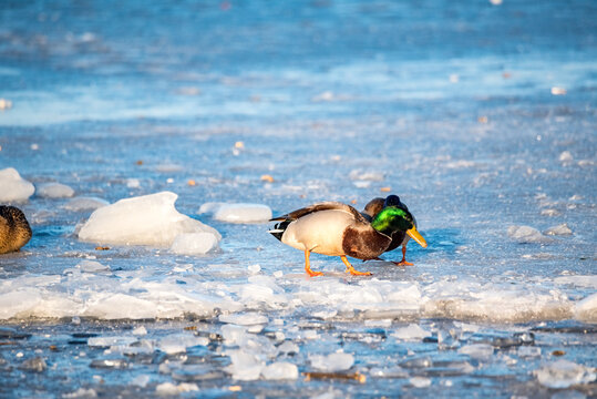 "Ducks On Ice" Images – Browse 73 Stock Photos, Vectors, and Video ...