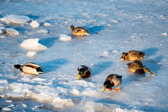 "Ducks On Ice" Images – Browse 73 Stock Photos, Vectors, and Video ...