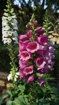 Phrynium Images – Browse 52 Stock Photos, Vectors, and Video | Adobe Stock