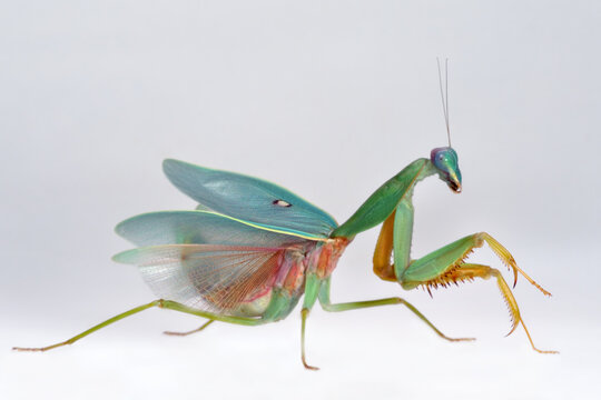 รูปภาพRhombodera – เลือกดูภาพถ่ายสต็อก เวกเตอร์ และวิดีโอ420 | Adobe Stock