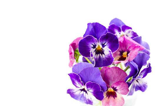 パンジー Images – Browse 14,645 Stock Photos, Vectors, and Video | Adobe Stock