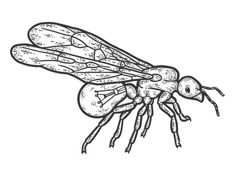 Queen Ant Coloring Page