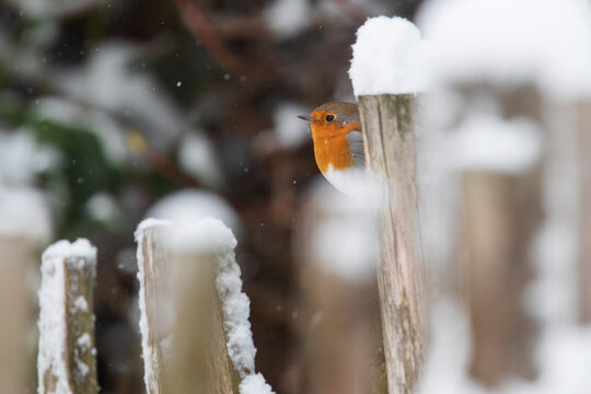 Roodborst-Bilder: Stock-Fotos & -Videos. | Adobe Stock