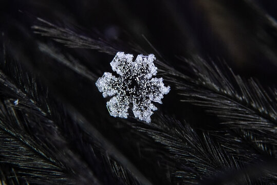 "Real Snowflake" Images – Browse 28 Stock Photos, Vectors, and Video ...