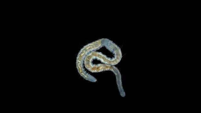 Naididae Images – Browse 159 Stock Photos, Vectors, and Video | Adobe Stock