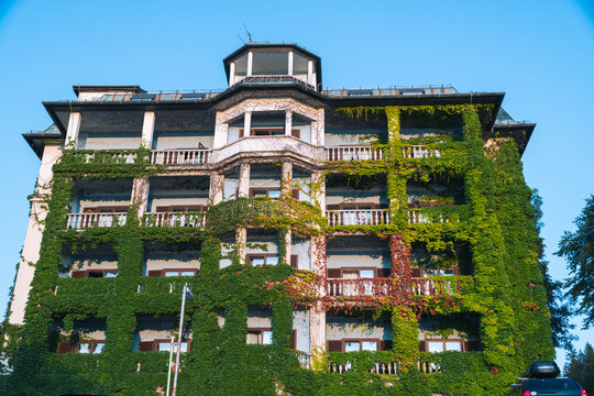 Entwined Images – Browse 12,842 Stock Photos, Vectors, and Video ...