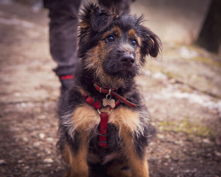 Psiak Images – Browse 699 Stock Photos, Vectors, and Video | Adobe Stock