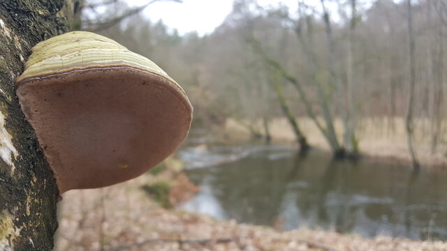 Schamm Bilder – Durchsuchen 9,214 Archivfotos, Vektorgrafiken und ...