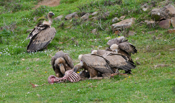 "Carrion Birds"-Bilder: Stock-Fotos & -Videos. | Adobe Stock