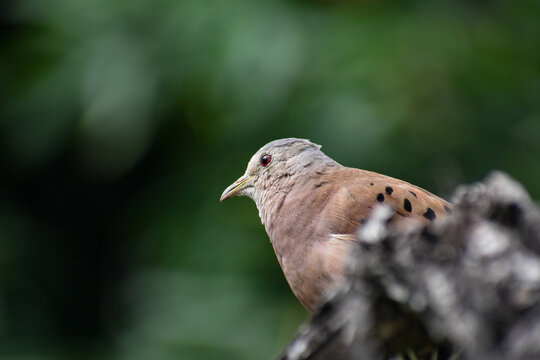 Torcaza Images – Browse 51 Stock Photos, Vectors, and Video | Adobe Stock