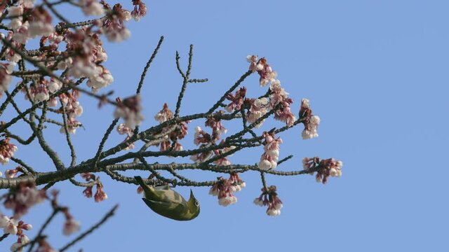 Imagens de Nectarivore – Explore Fotografias do Stock, Vetores e Vídeos ...