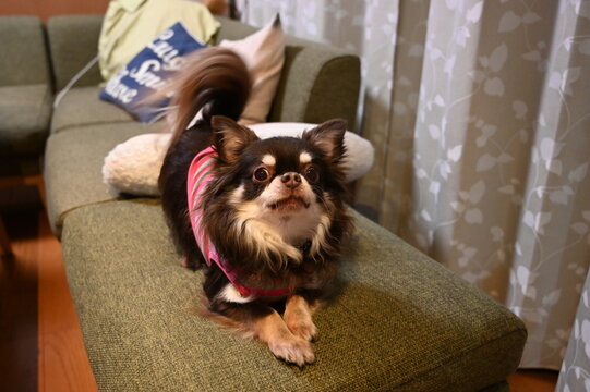 Vertuschen Bilder – Durchsuchen 4,078 Archivfotos, Vektorgrafiken und ...