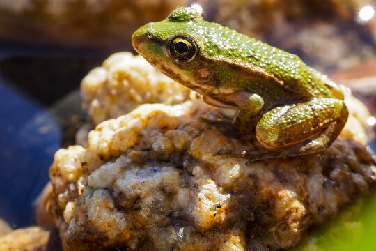 Amphibious Images – Parcourir 19,494 le catalogue de photos, vecteurs ...