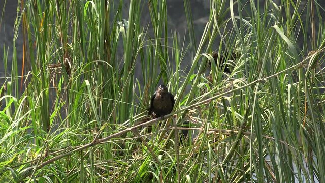 Imagens de Chanate – Explore Fotografias do Stock, Vetores e Vídeos de ...