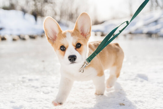 Corgi Snow Images – Browse 11,475 Stock Photos, Vectors, and Video ...