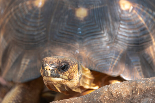 103,288 BEST Tortoise IMAGES, STOCK PHOTOS & VECTORS | Adobe Stock