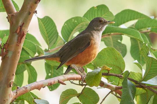 รูปภาพDrossel – เลือกดูภาพถ่ายสต็อก เวกเตอร์ และวิดีโอ4,175 | Adobe Stock