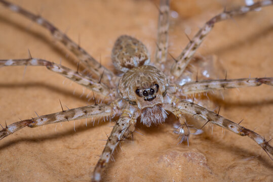 "Water Spider" Billeder – Gennemse 308 stockfotos, vektorer og videoer ...