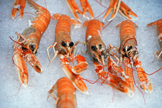 รูปภาพCrustacean – เลือกดูภาพถ่ายสต็อก เวกเตอร์ และวิดีโอ252,289 ...