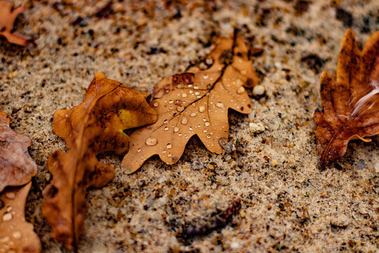 Reingefallen Bilder – Durchsuchen 1,718 Archivfotos, Vektorgrafiken und ...