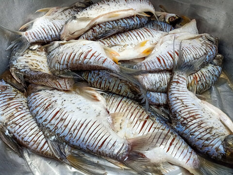 Silver Barb"」の写真素材 | 117件の無料イラスト画像 | Adobe Stock
