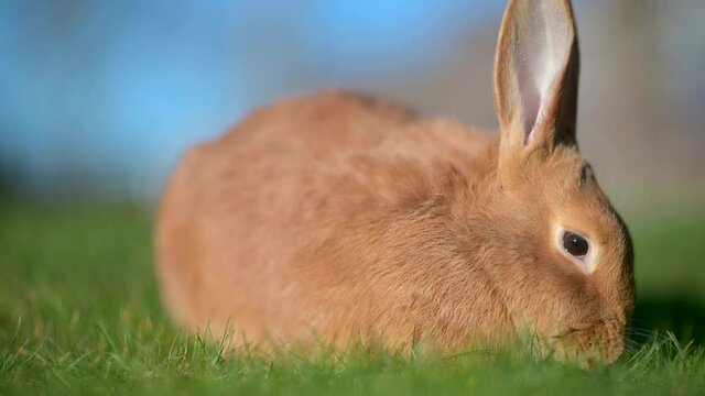 "Cute Rabbit" Images – Browse 5,805 Stock Photos, Vectors, and Video ...