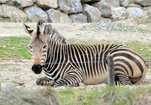 Terrestrial Mammals