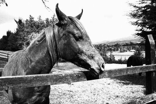 รูปภาพPotrillo – เลือกดูภาพถ่ายสต็อก เวกเตอร์ และวิดีโอ1,526 | Adobe Stock