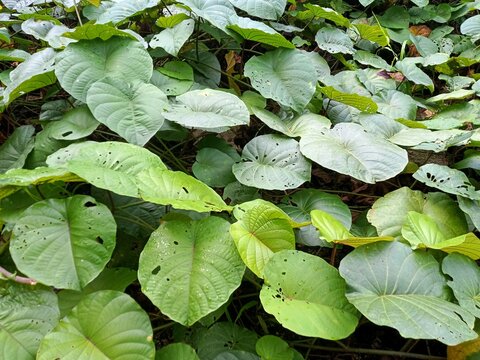 Andi photos, images, assets | Adobe Stock