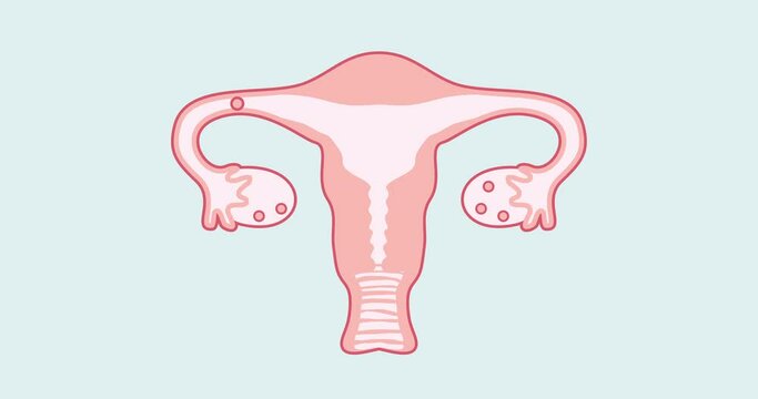 "Reproductive Organ" Video Footage – Browse 1,446 HD Stock Video and ...