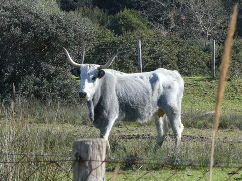 รูปภาพVacca – เลือกดูภาพถ่ายสต็อก เวกเตอร์ และวิดีโอ2,077 | Adobe Stock