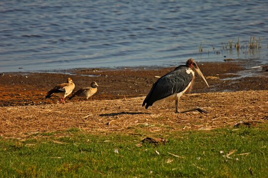 Maribu 이미지 – 찾아보기 91 스톡 사진, 벡터 및 비디오 | Adobe Stock