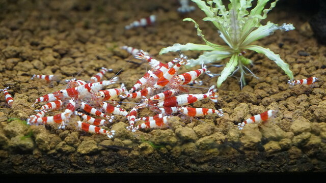 "Feeding Frenzy" Images – Browse 1,294 Stock Photos, Vectors, and Video ...