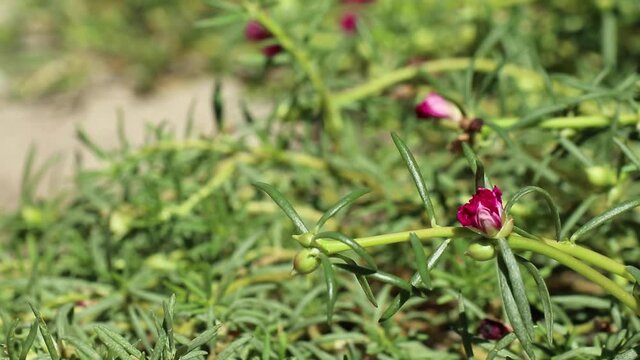 Moss-Rose Images – Browse 325 Stock Photos, Vectors, and Video | Adobe ...