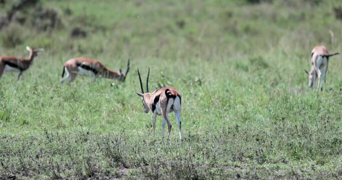 "Thomson's Gazelle" Bilder – Durchsuchen 2,749 Archivfotos ...