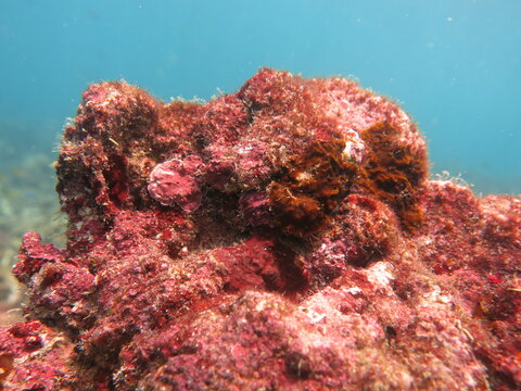 Coral Reef Red Algae