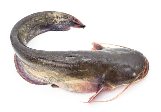 รูปภาพSheat-Fish – เลือกดูภาพถ่ายสต็อก เวกเตอร์ และวิดีโอ1,958 | Adobe ...