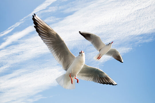 seagulls background