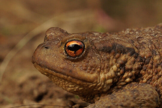 Crapeau Images – Browse 53 Stock Photos, Vectors, and Video | Adobe Stock