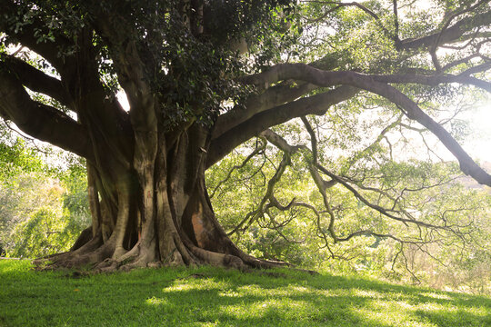 35+ Free Tree Of Life Images - Pikwizard