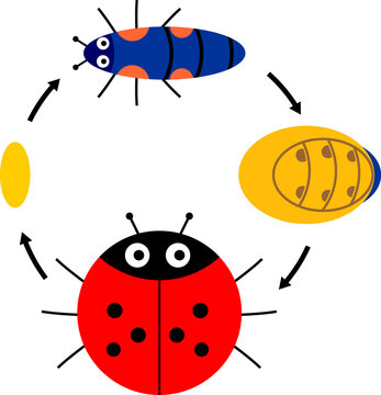 รูปภาพHemimetaboly – เลือกดูภาพถ่ายสต็อก เวกเตอร์ และวิดีโอ223 | Adobe ...