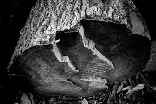 Hewed Bilder – Durchsuchen 7,855 Archivfotos, Vektorgrafiken und Videos ...