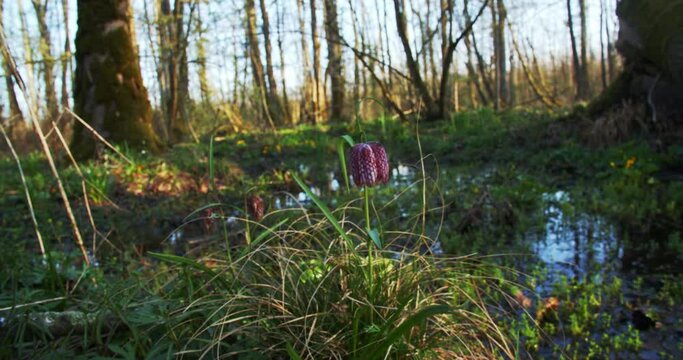 รูปภาพKockavica – เลือกดูภาพถ่ายสต็อก เวกเตอร์ และวิดีโอ2,843 | Adobe Stock