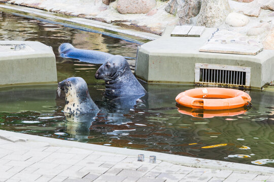 Foki Bilder – Durchsuchen 249 Archivfotos, Vektorgrafiken und Videos ...