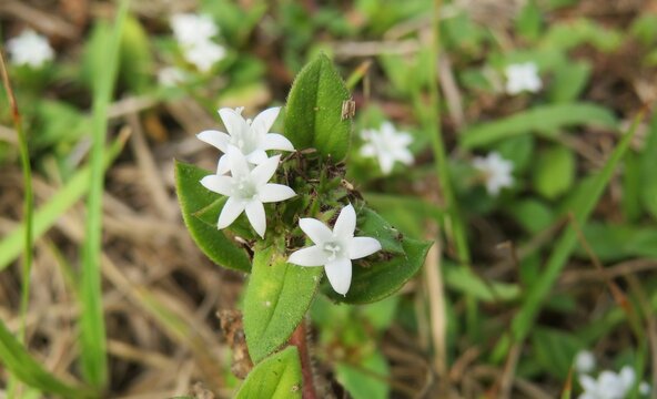 Imágenes de Ricardia: descubre bancos de fotos, ilustraciones, vectores ...