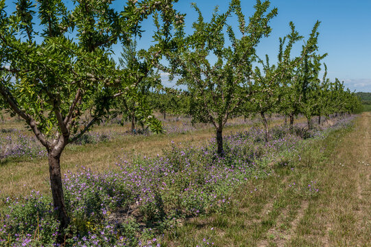 「Obstplantage」の画像 - 3,301 件の Stock 写真、ベクターおよびビデオ | Adobe Stock