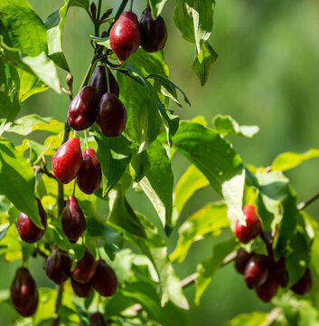 Dogberry-Tree Imagens – Procure 292 fotos, vetores e vídeos | Adobe Stock