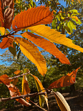 Imagens de Ojas – Explore Fotografias do Stock, Vetores e Vídeos de 381 ...