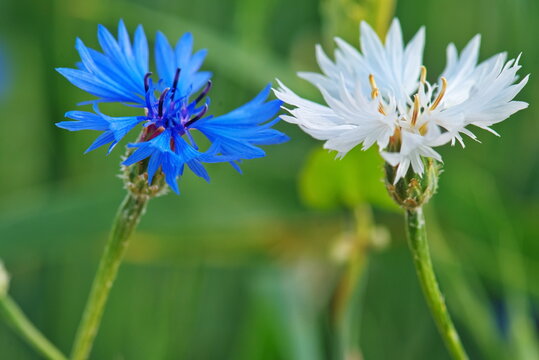 รูปภาพCyani – เลือกดูภาพถ่ายสต็อก เวกเตอร์ และวิดีโอ892 | Adobe Stock