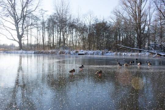 "Ducks On Ice" Images – Browse 73 Stock Photos, Vectors, and Video ...